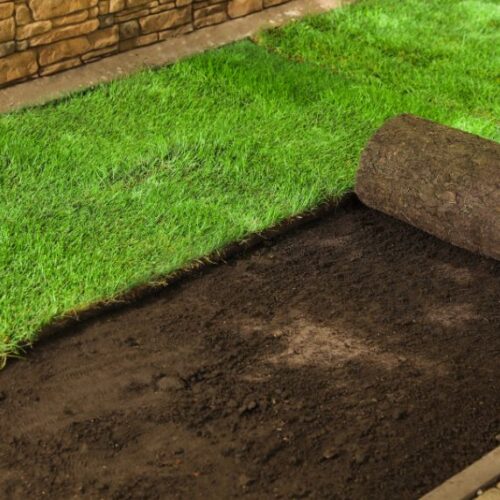 Native lawns - ABC Gardening Australia magazine