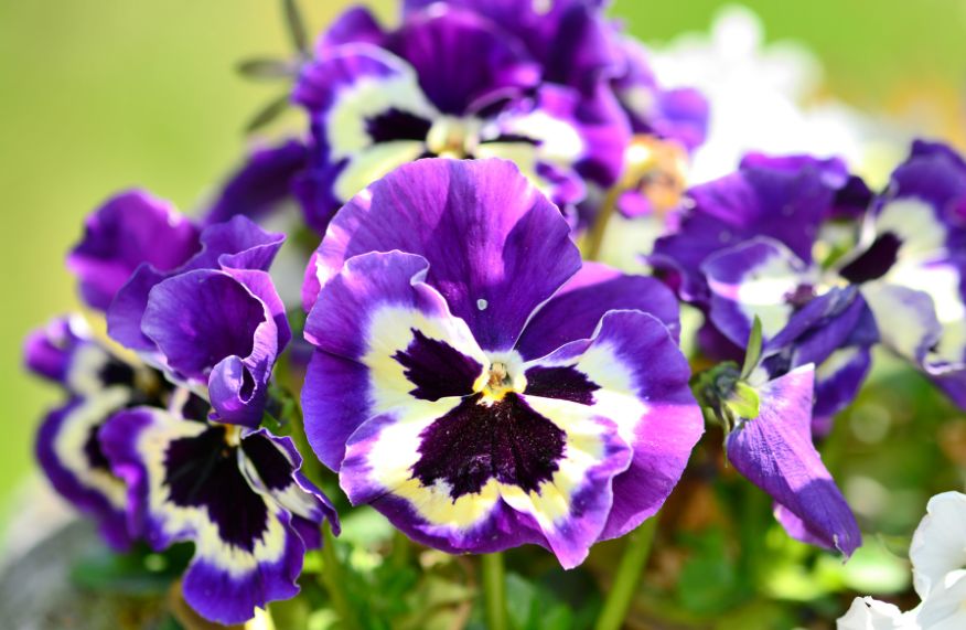 Small plants for a small space - ABC Gardening Australia magazine