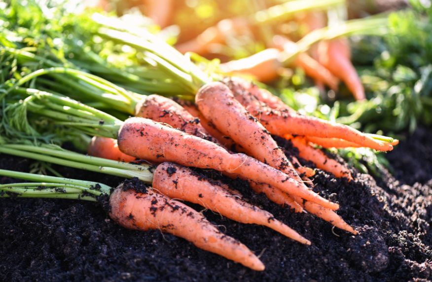 Grow a pot of carrots - ABC Gardening Australia magazine