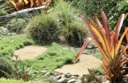 Step plants - ABC Gardening Australia magazine