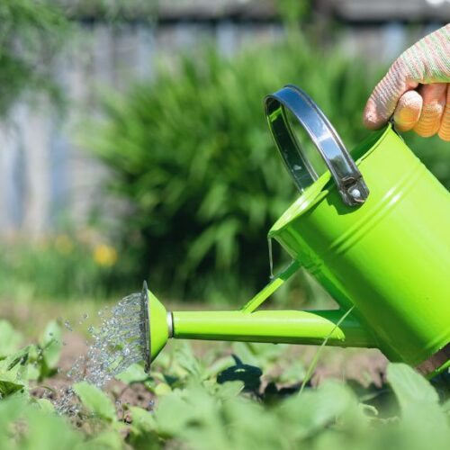 How to use greywater - ABC Gardening Australia magazine