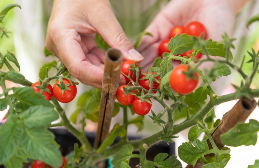 Maintain established tomato vines - ABC Gardening Australia magazine