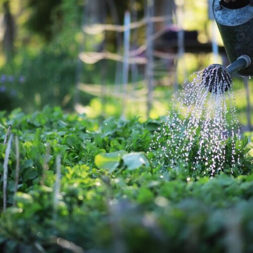 How to use greywater - ABC Gardening Australia magazine