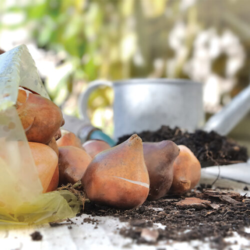 Beauty of bulbs - ABC Gardening Australia magazine