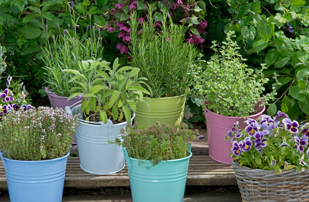 Gardening Australia magazine March 2023 - ABC Gardening Australia magazine