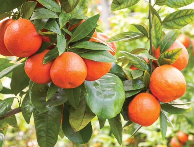 Citrus with a twist - ABC Gardening Australia magazine