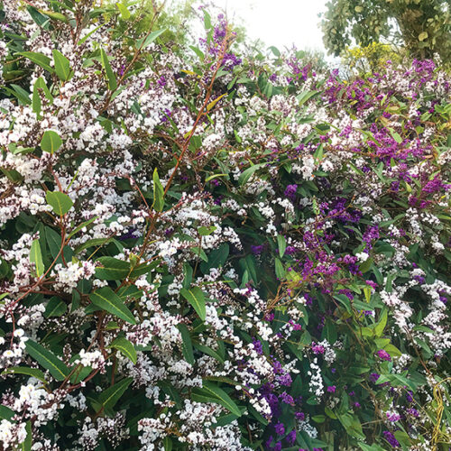 Wisteria dos and don'ts - ABC Gardening Australia magazine