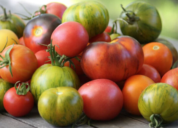 Diggers Tomato Festival - ABC Gardening Australia magazine