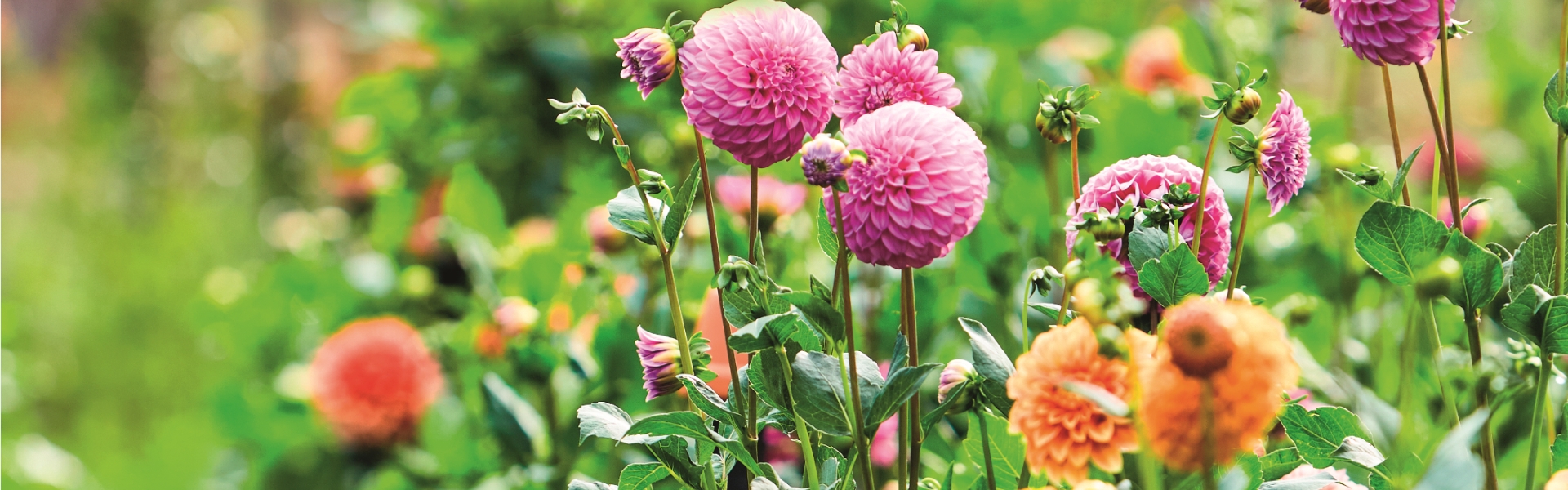 2 - ABC Gardening Australia magazine