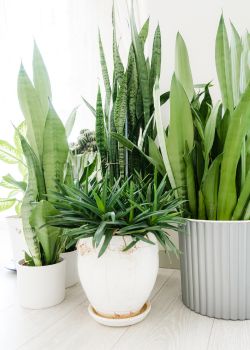 Buying pots and planters - ABC Gardening Australia magazine