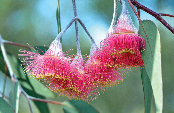 Gungurru - ABC Gardening Australia magazine