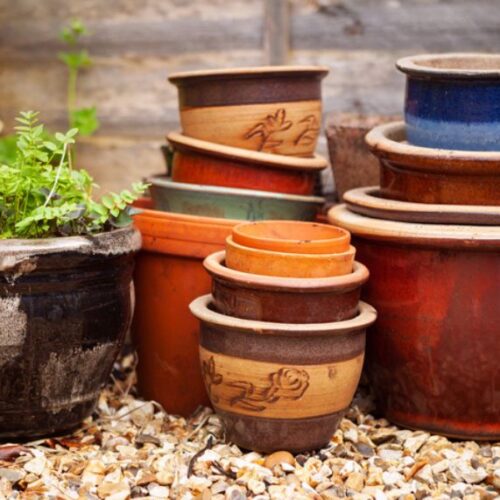 Buyer's guides Archives - ABC Gardening Australia magazine