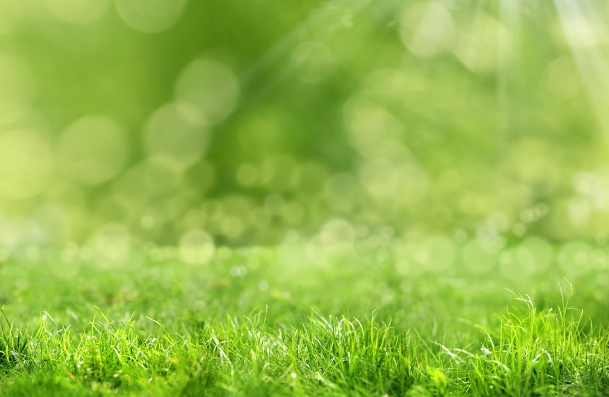Native lawns - ABC Gardening Australia magazine