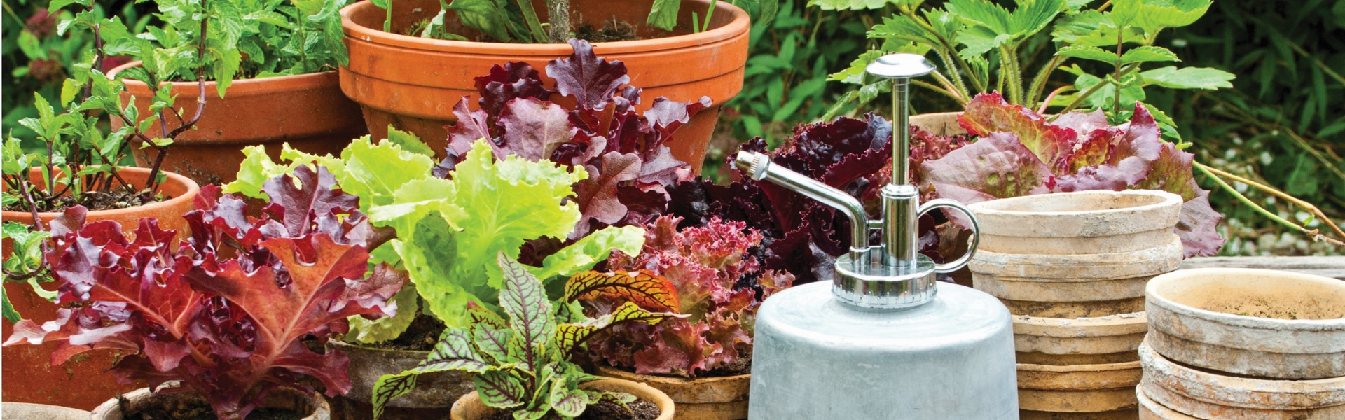 Leafy greens in pots - ABC Gardening Australia magazine