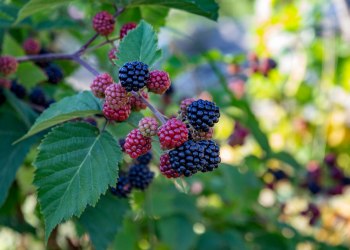 Grow berries in your backyard - ABC Gardening Australia magazine