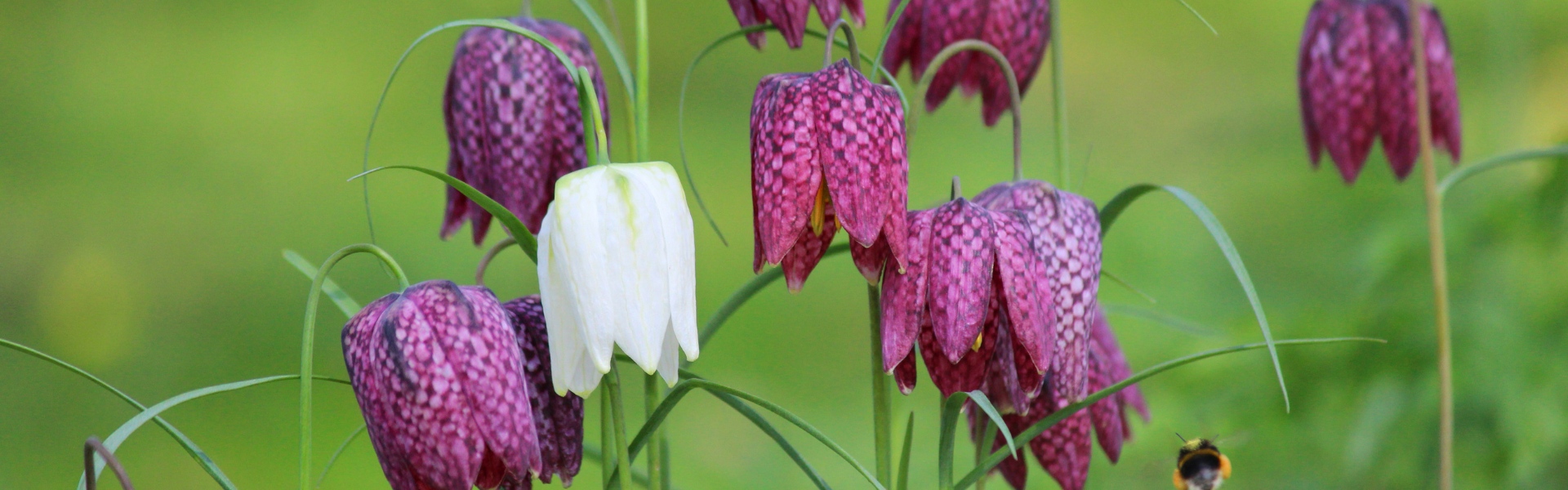 ABC Gardening Australia magazine