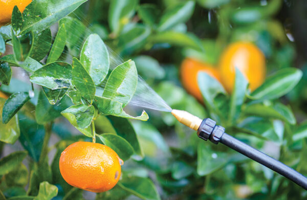 Control aphids - ABC Gardening Australia magazine