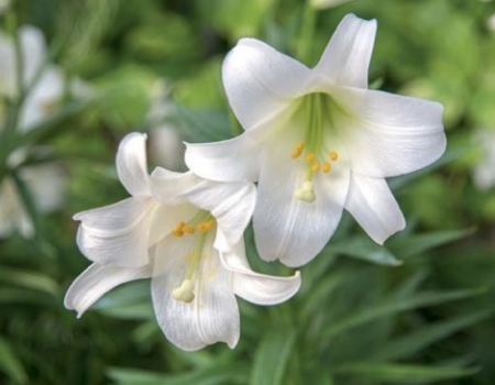 November-Lily - ABC Gardening Australia magazine