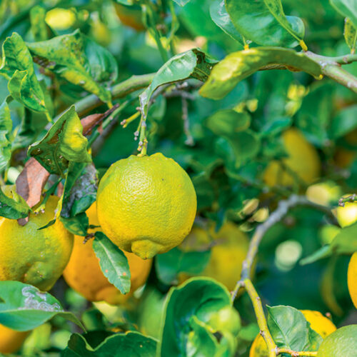 Guide to growing citrus - ABC Gardening Australia magazine