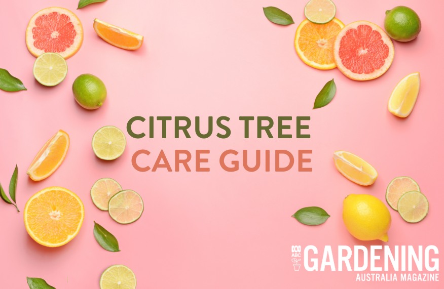 Citrus tree care guide - ABC Gardening Australia magazine