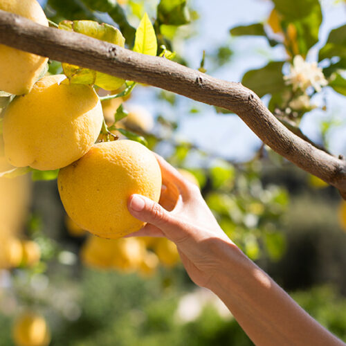 Do fruit trees need to be staked? - ABC Gardening Australia magazine