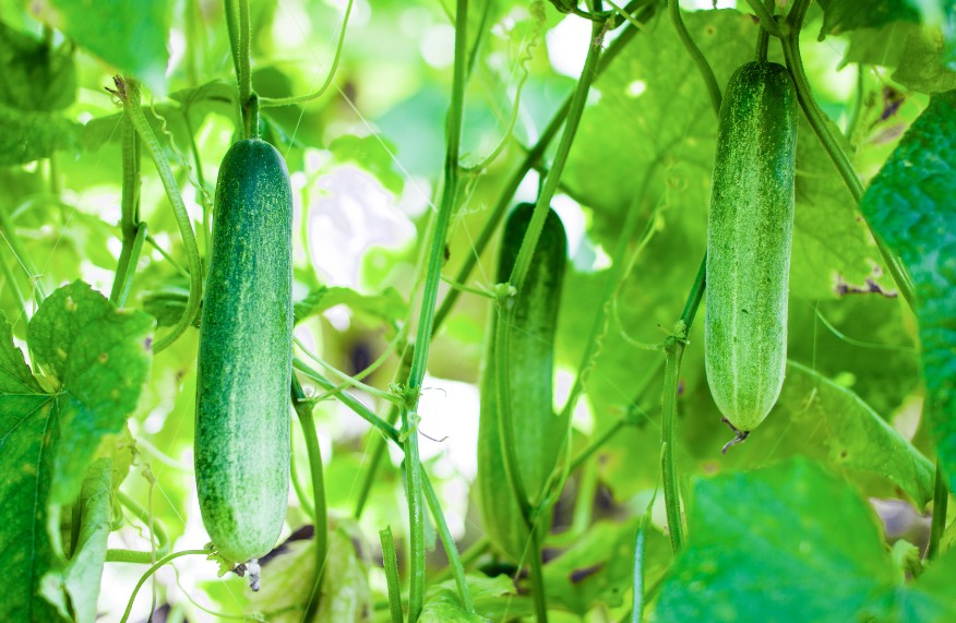 Grow cucumber - ABC Gardening Australia magazine