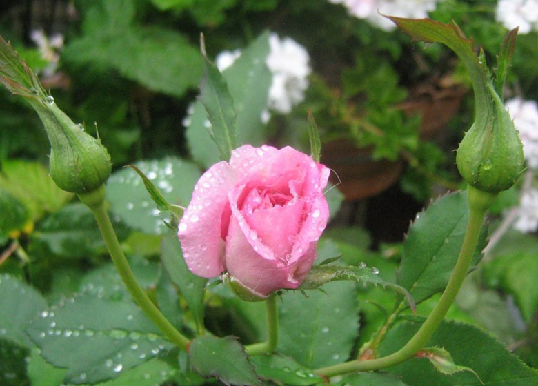 Rose event banner - ABC Gardening Australia magazine