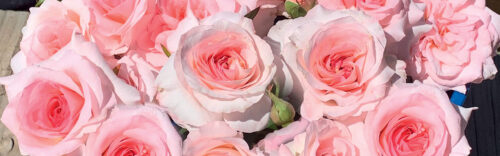 Roses carousel banner 2 - ABC Gardening Australia magazine