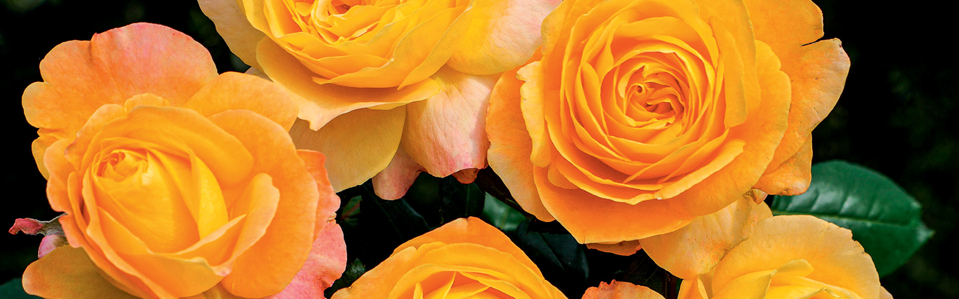 ABC Gardening Australia magazine