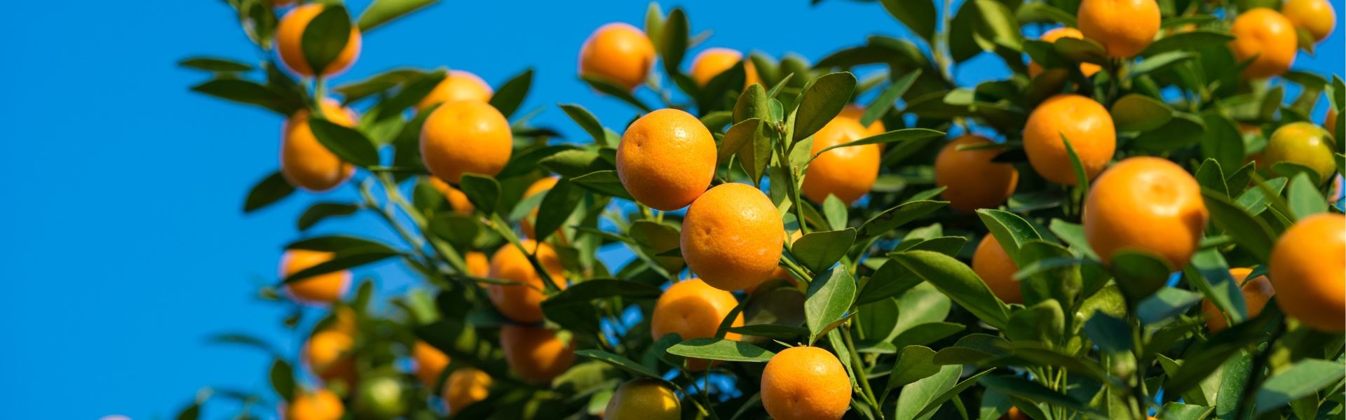 ABC Gardening Australia magazine