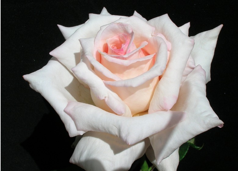 Events from November 23 – November 30 – ABC Gardening Australia magazine