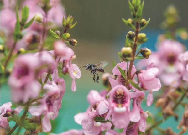World Bee Day 2024 - ABC Gardening Australia magazine