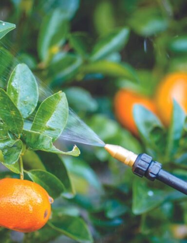 Citrus tree care guide - ABC Gardening Australia magazine