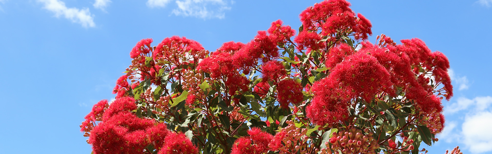 ABC Gardening Australia magazine