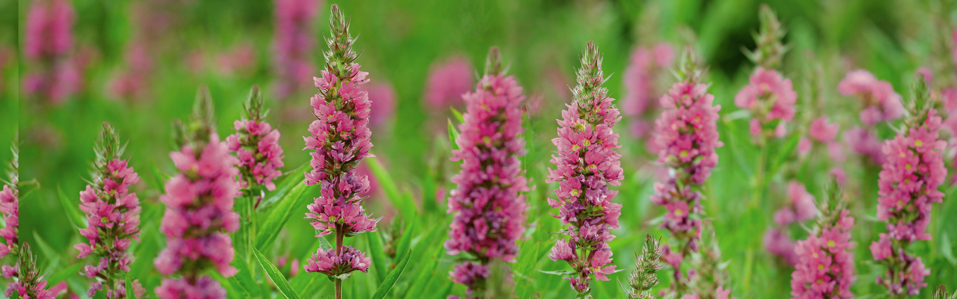 Tall pink, Purple loosestrife, Lythrum salicaria, in flower. - ABC ...