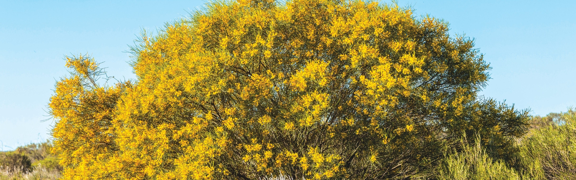 ABC Gardening Australia magazine