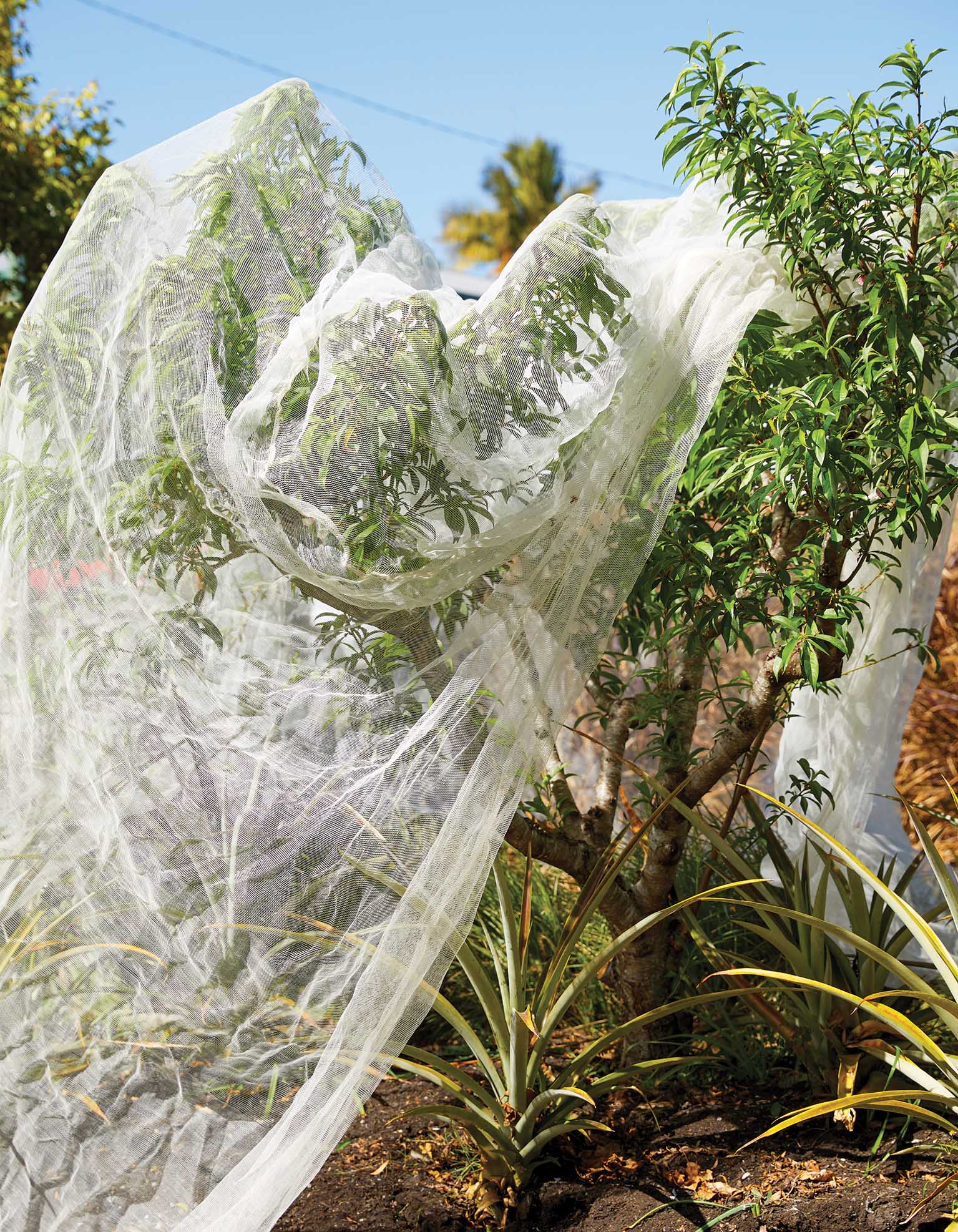 A year in the life of your new citrus - ABC Gardening Australia magazine