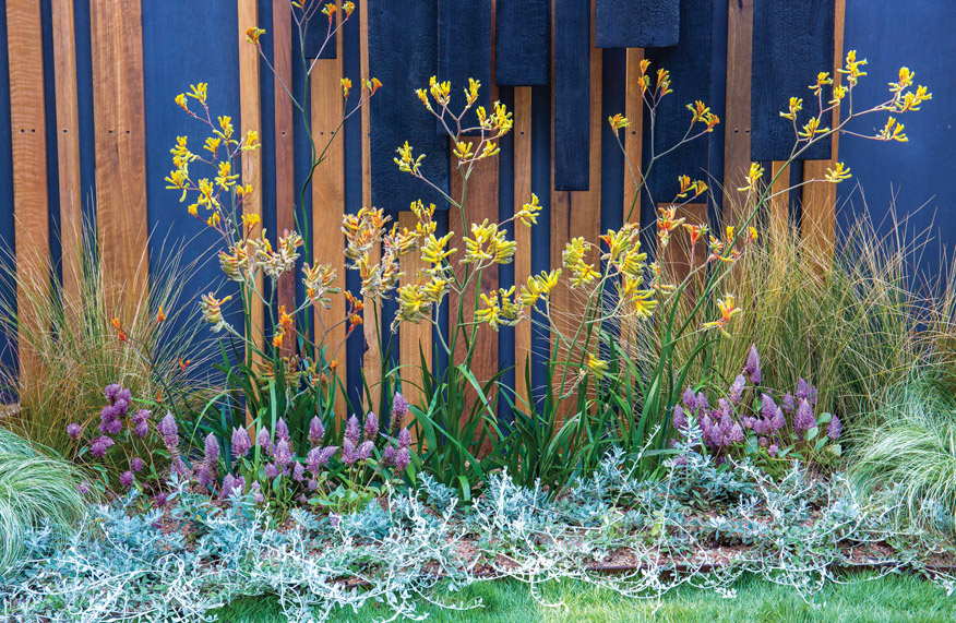Growing kangaroo paws - ABC Gardening Australia magazine