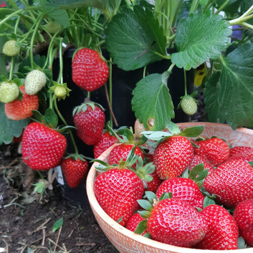 Growing strawberries - ABC Gardening Australia magazine