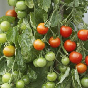 Heritage value - ABC Gardening Australia magazine