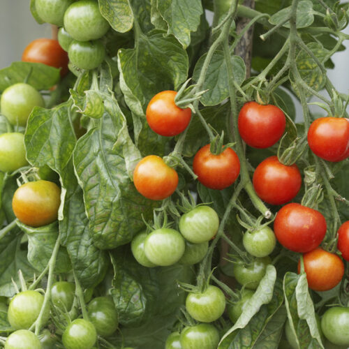 How to grow top tomatoes - ABC Gardening Australia magazine