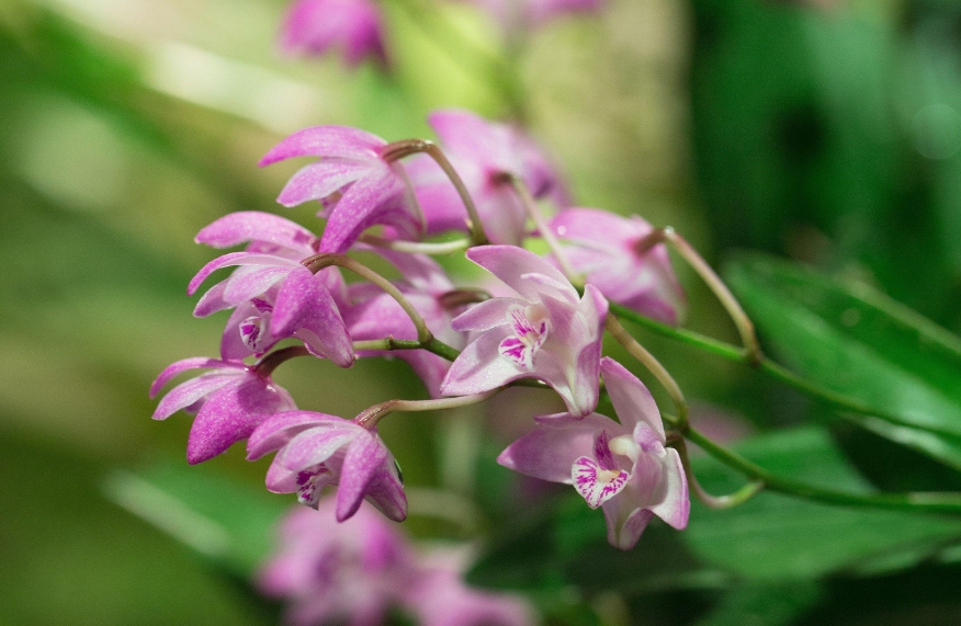 Native orchid - ABC Gardening Australia magazine