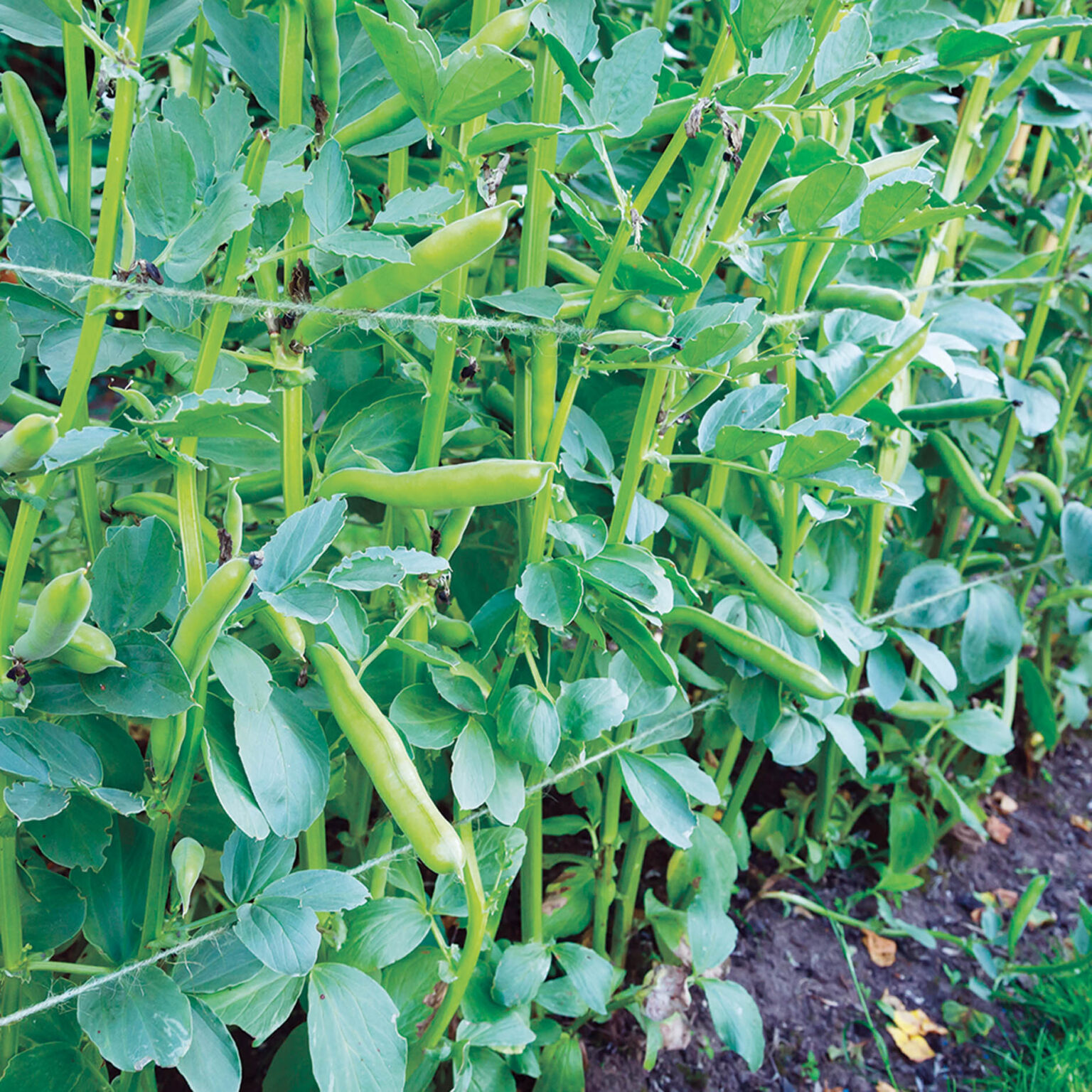 Fava bean plants - ABC Gardening Australia magazine