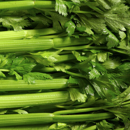 How to grow celery - ABC Gardening Australia magazine How to grow celery - ABC Gardening Australia magazine