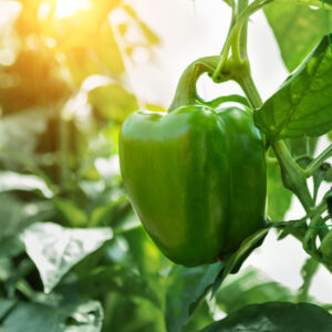 Grow capsicum - ABC Gardening Australia magazine