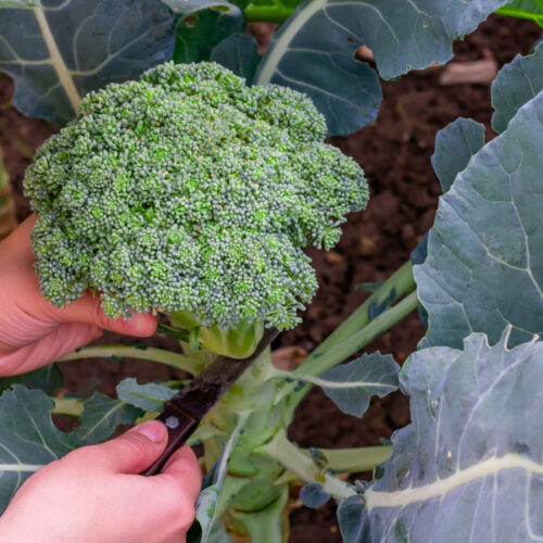 Grow broccoli - ABC Gardening Australia magazine