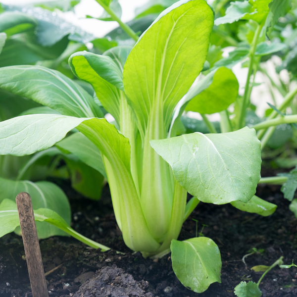 Bok choy - also known as pak choi, pok choi or Chinese cabbage ...