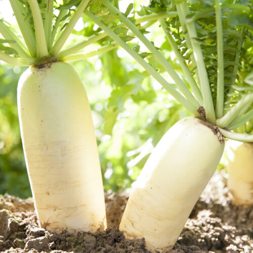Japanese radish - ABC Gardening Australia magazine
