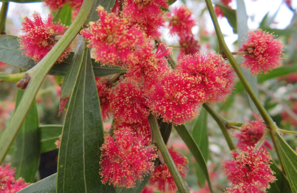 Wattle wonderful time! - ABC Gardening Australia magazine