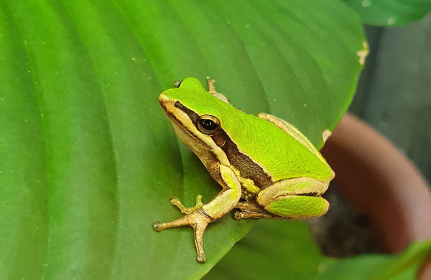 frog - ABC Gardening Australia magazine